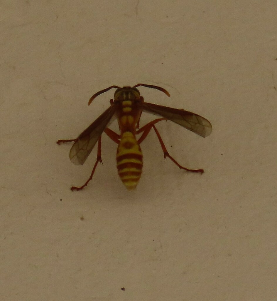 Nocturnal Paper Wasps from Las Lajas, Provincia de Chiriquí, Panamá on ...