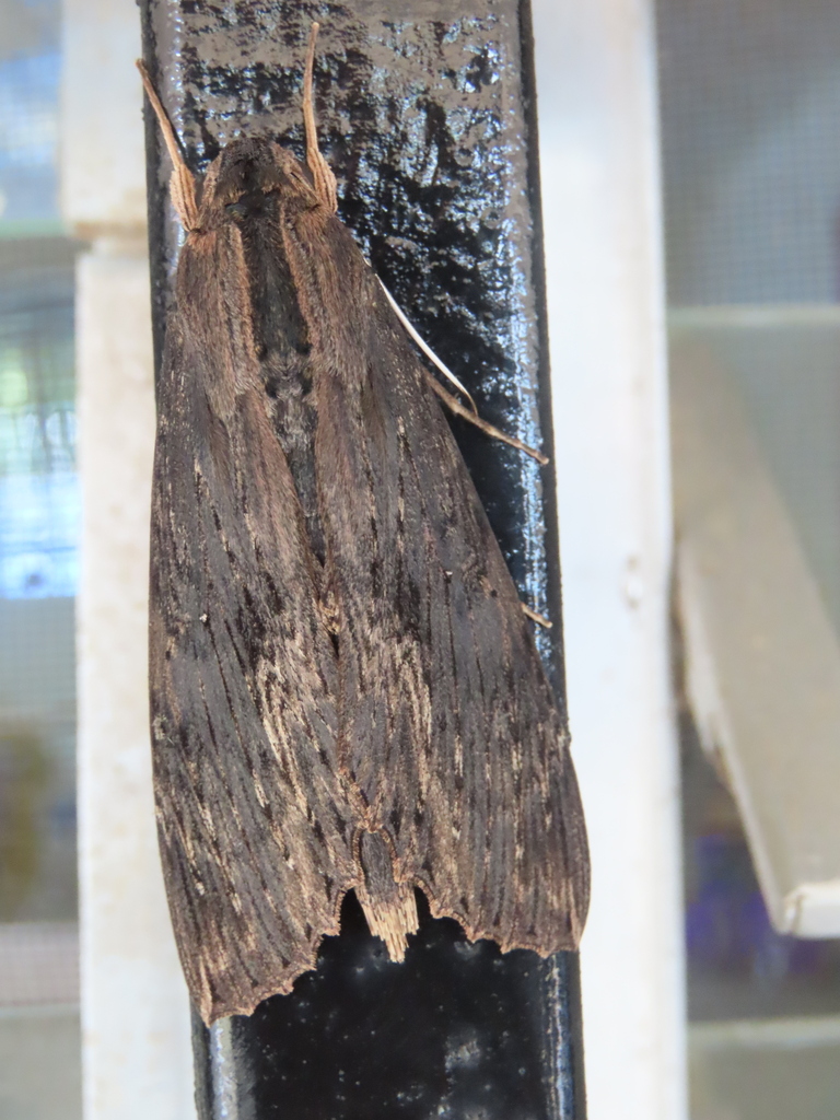 Alope Sphinx from Las Lajas, Provincia de Chiriquí, Panamá on July 19 ...