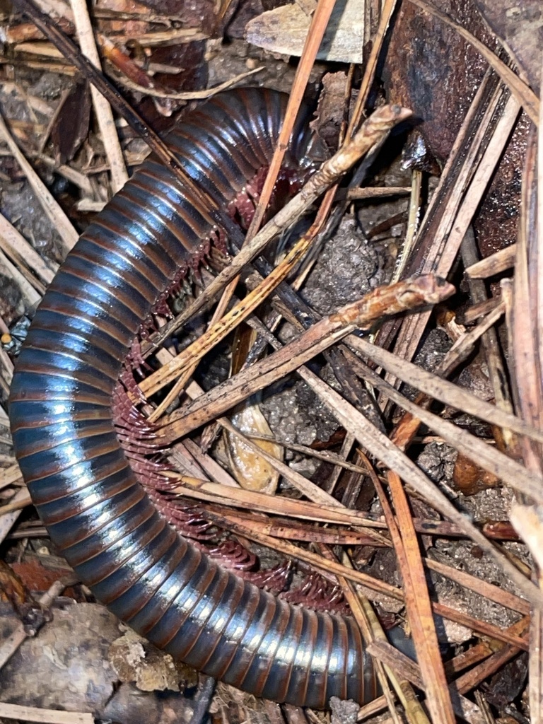 American Giant Millipede from Laurel Hill Dr, Woodstock, GA, US on July ...