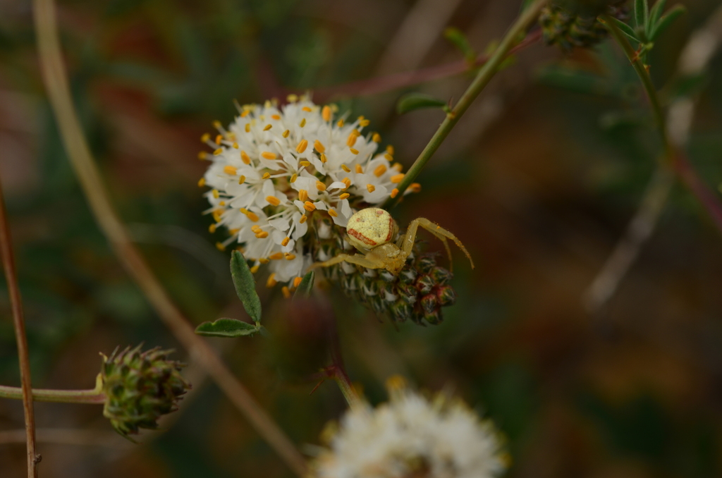 Misumenini in July 2024 by Gavin Petersen · iNaturalist