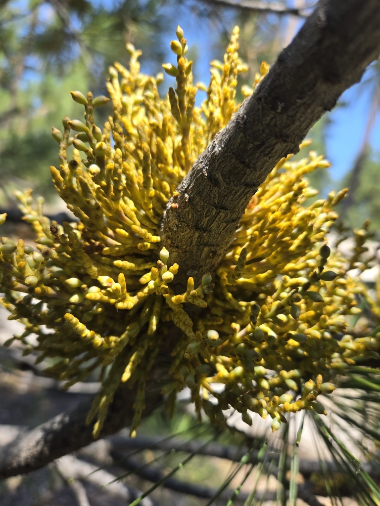 Western Dwarf-Mistletoe from Shasta County, CA, USA on July 20, 2024 at ...