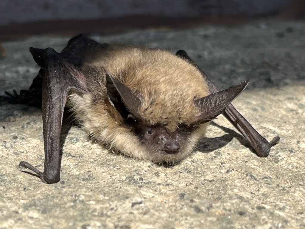 Mouse-eared Bats from Tahoe National Forest, Truckee, CA, US on July 20 ...
