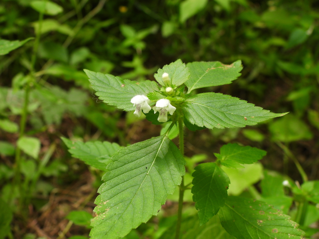 Common hemp-nettle from Simcoe County, ON, Canada on July 21, 2024 at ...