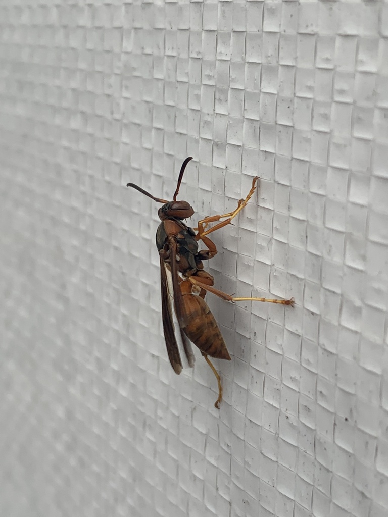 fuscatus-group Paper Wasps from Main St, Sewell, NJ, US on July 20 ...