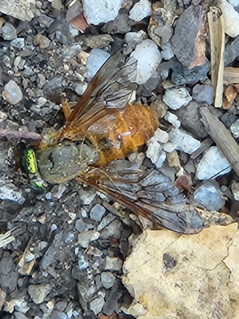 Golden Deer Fly from Custer County, US-ID, US on July 20, 2024 at 03:46 ...