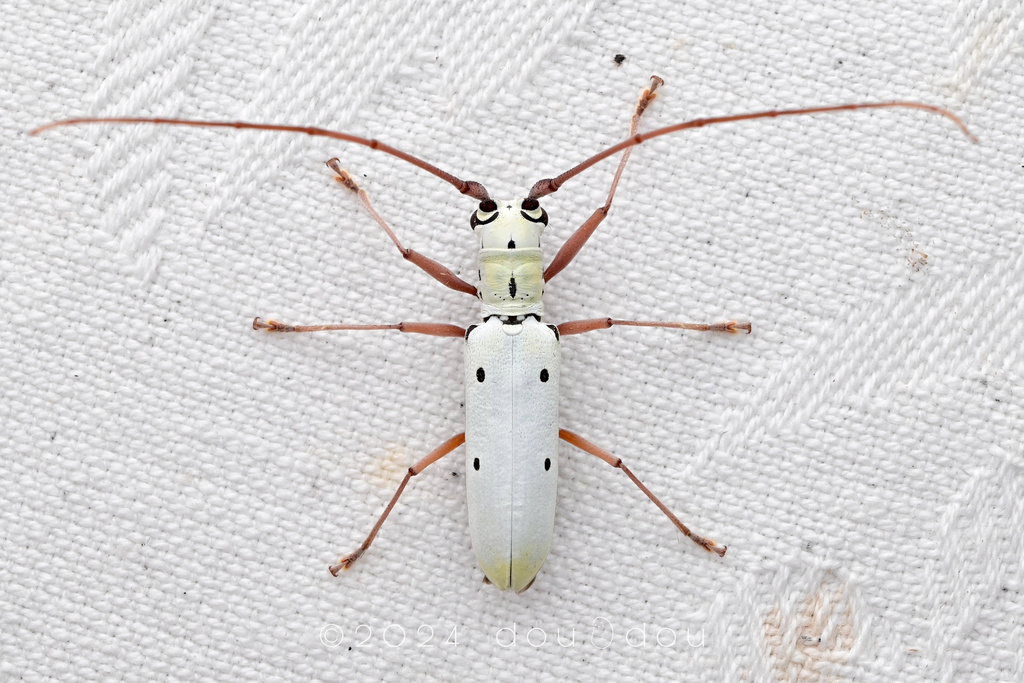Olenecamptus from 中国浙江省杭州市临安区清凉峰 on June 7, 2024 by 豆豆 · iNaturalist