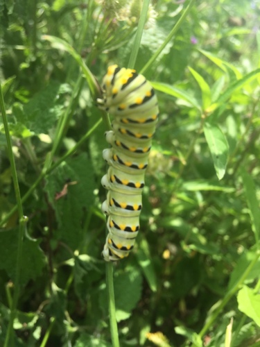 Observations by antzilla · iNaturalist