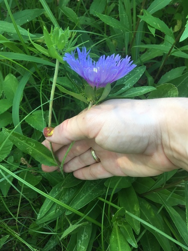 Observations by antzilla · iNaturalist