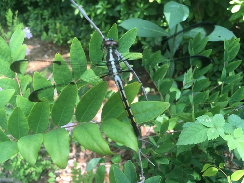 Observations by antzilla · iNaturalist