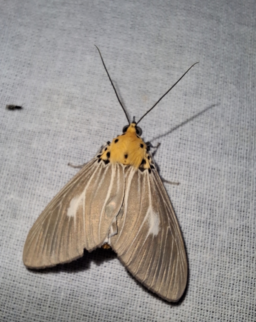 Kanara Tiger Moth from Koovappady, Kerala 683544, India on July 20 ...