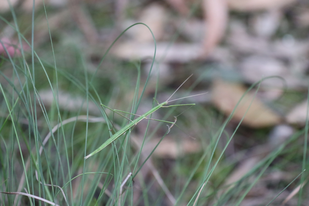 Sydney Stick Insect from Melbourne Victoria, Australia on June 13, 2020 ...