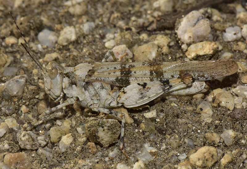 Heliastus sumichrasti from parque national huatulco on June 25, 2016 by ...