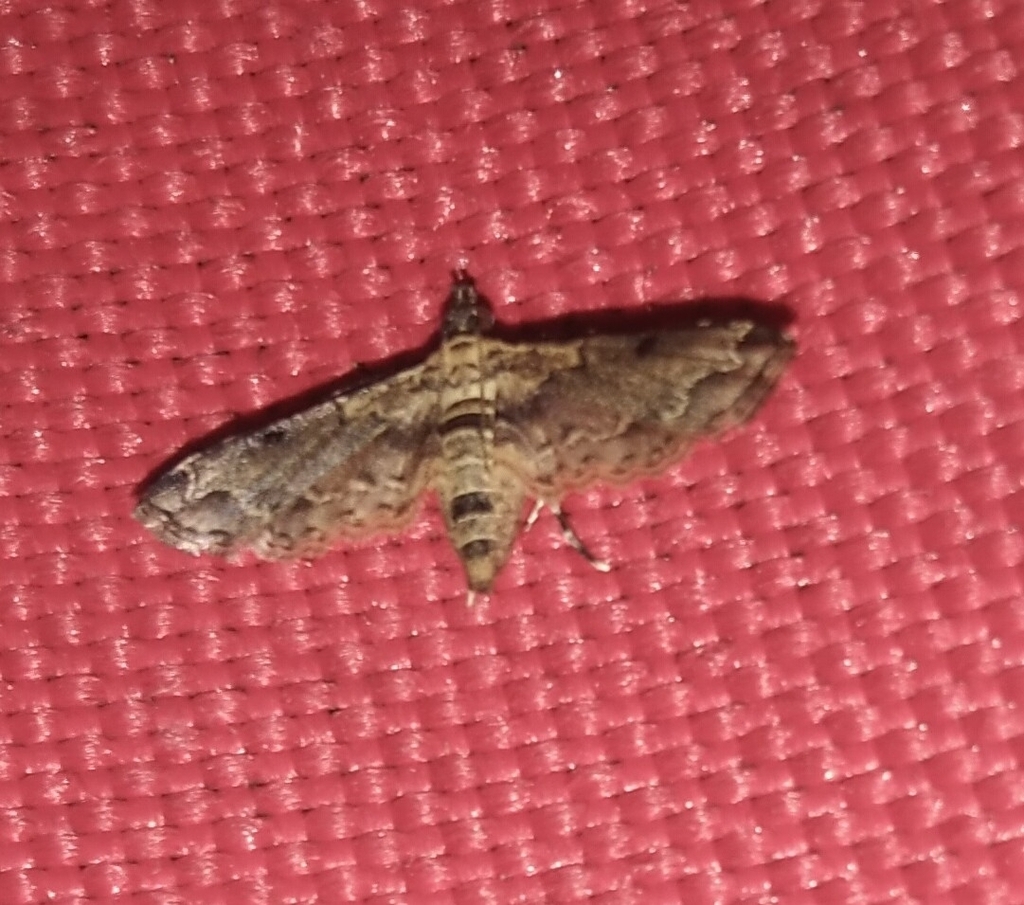 Sufetula from HFCV+CH7, Kiliroor, Thiruvarpu, Veloor, Kerala 686003 ...
