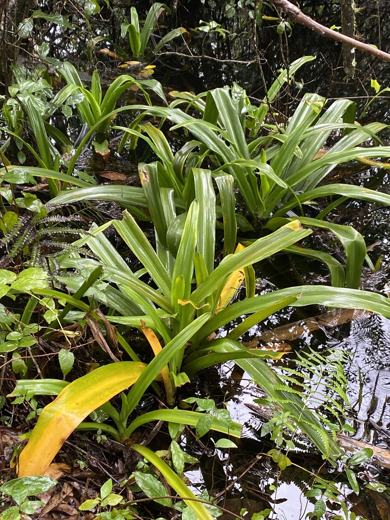 Southern Swamp Crinum in January 2024 by River · iNaturalist