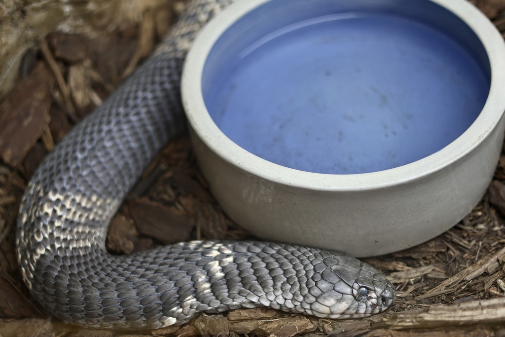 Cobras from Brookhurst St, Fountain Valley, CA, US on July 17, 2024 at ...