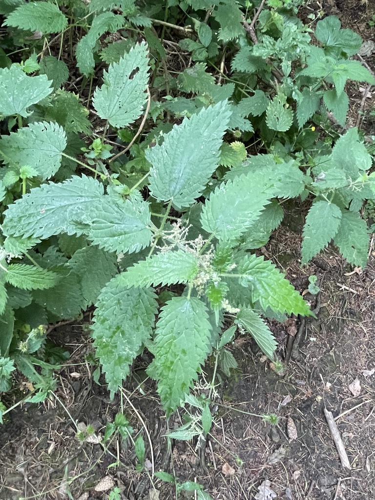 great stinging nettle from The Hermitage of Braid & Blackford Hill ...
