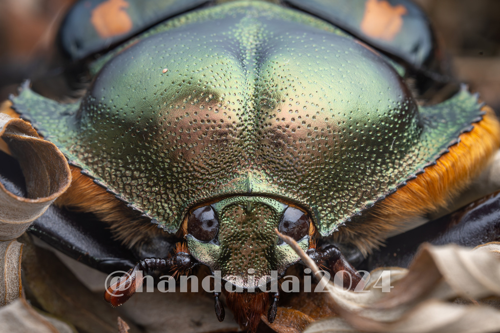 Cheirotonus jansoni in July 2024 by 寒带. 仅记录，在野外遇到二级保护动物请勿伤害或捕捉 · ...