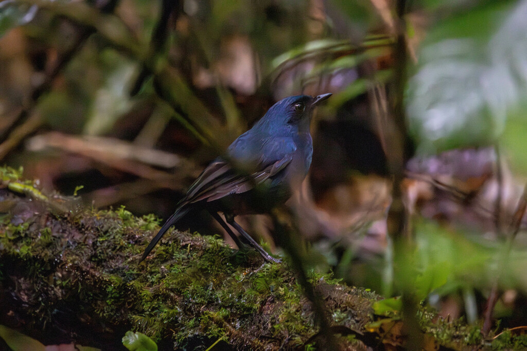 Great Shortwing (Heinrichia calligyna) - Avian Discovery