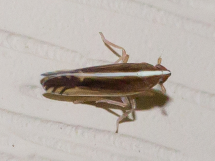 Genus Stenocranus · iNaturalist
