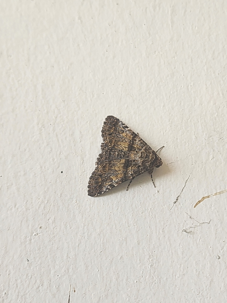 Live Oak Metria Moth from Gainesville, FL 32603, USA on July 22, 2024 ...