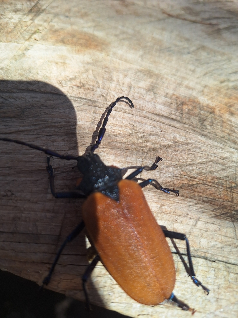 Cucujiform Beetles from Ejido, El Calabazal, Villa Insurgentes, 99115 ...