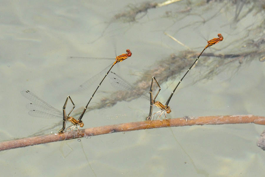 Orange-striped Threadtail from Kinney County, TX, USA on July 22, 2015 ...