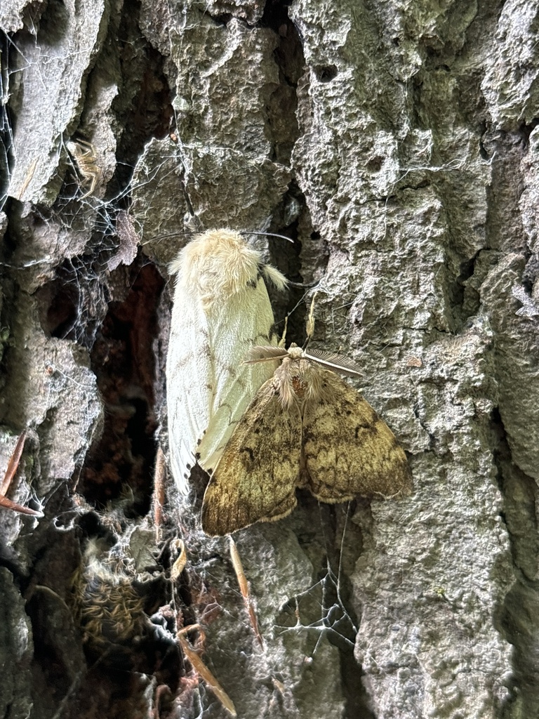 Spongy Moth from Beaver Run, Davis, WV, US on July 22, 2024 at 11:27 AM ...