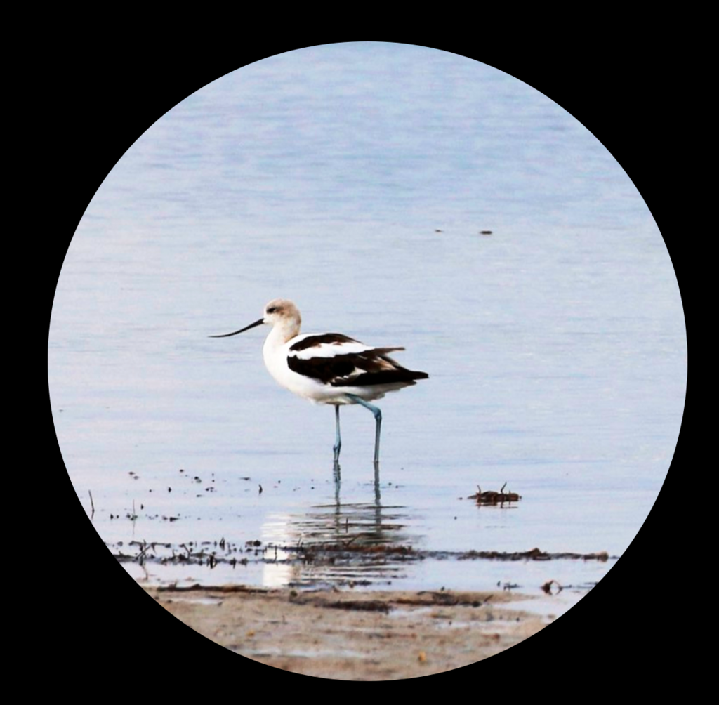 American Avocet from Wellington, FL, USA on July 22, 2024 at 09:46 AM ...