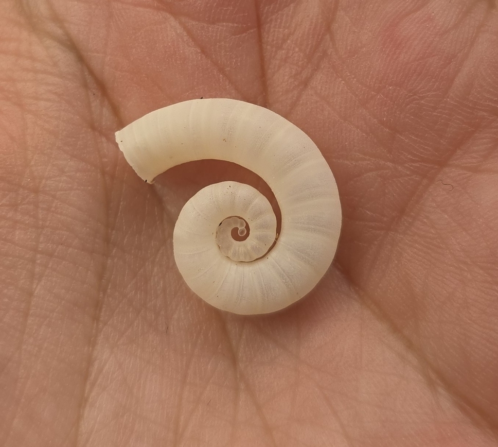 Ram's Horn Squid from 552H+XP4, Humacao, 00791, Puerto Rico on July 22 ...