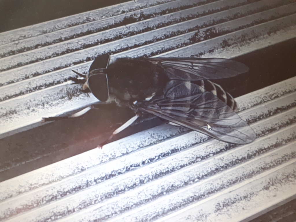 Dark Giant Horse Fly from Kirkmichael, Blairgowrie PH10 7NA, UK on July ...