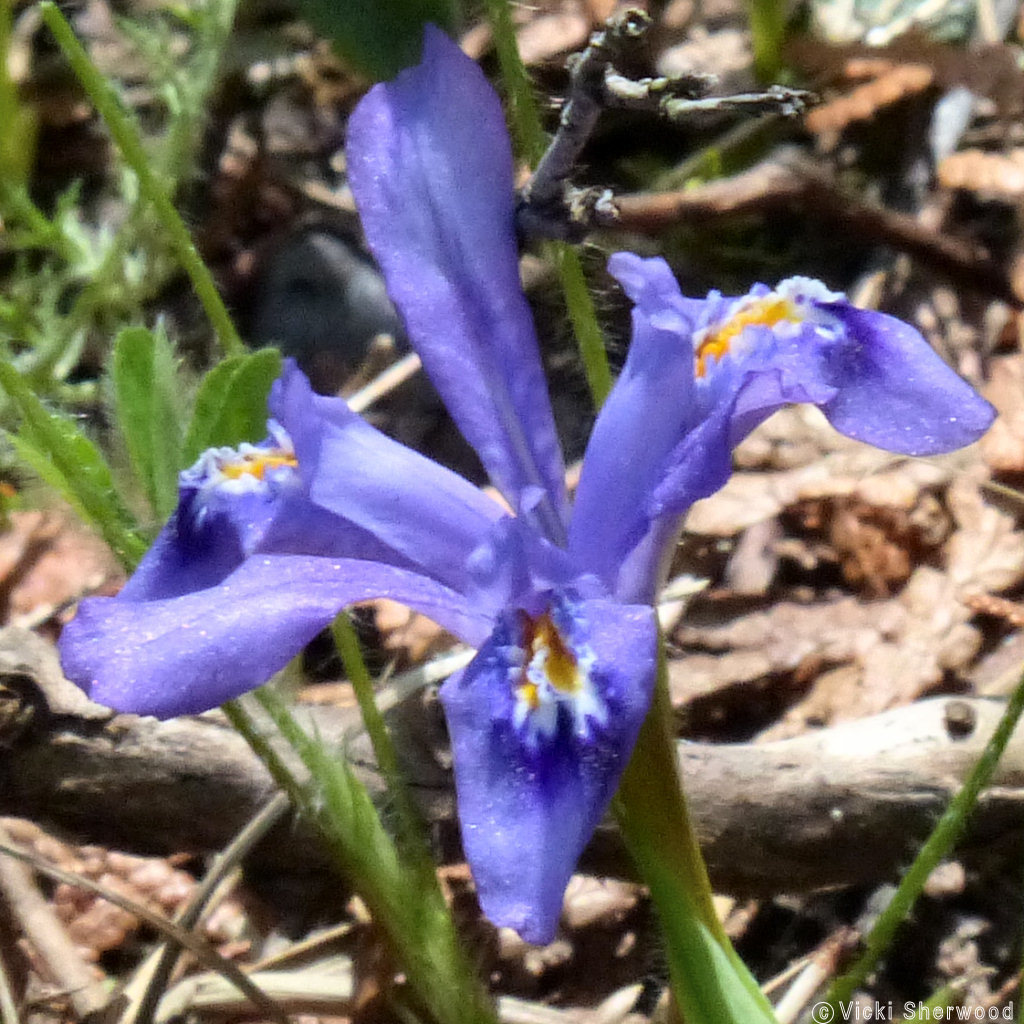 Dwarf Lake Iris from Dorcas Bay, Bruce Peninsula on June 4, 2016 at 01: ...