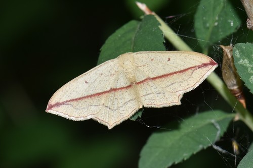 Timandra comptaria · iNaturalist