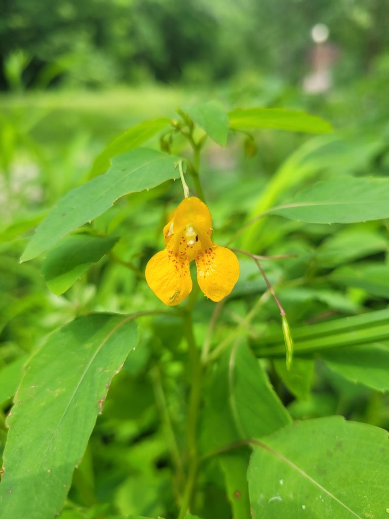 common jewelweed by Maia Lieske · iNaturalist