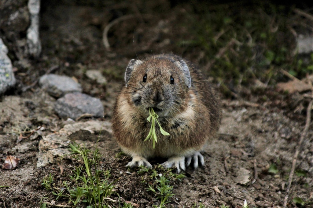 American Pika from Mount Rainier National Park, 派克伍德, WA, US on June 19 ...