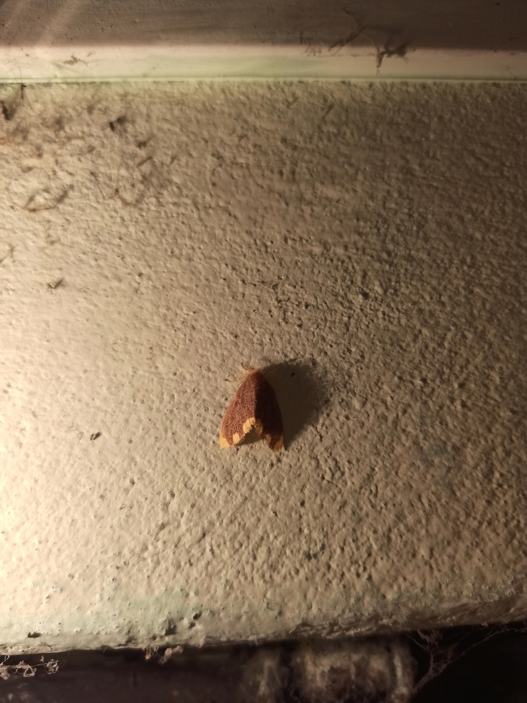 Somena scintillans from 8J92+QH2, Upper Tadong, Tadong, Gangtok, Sikkim ...