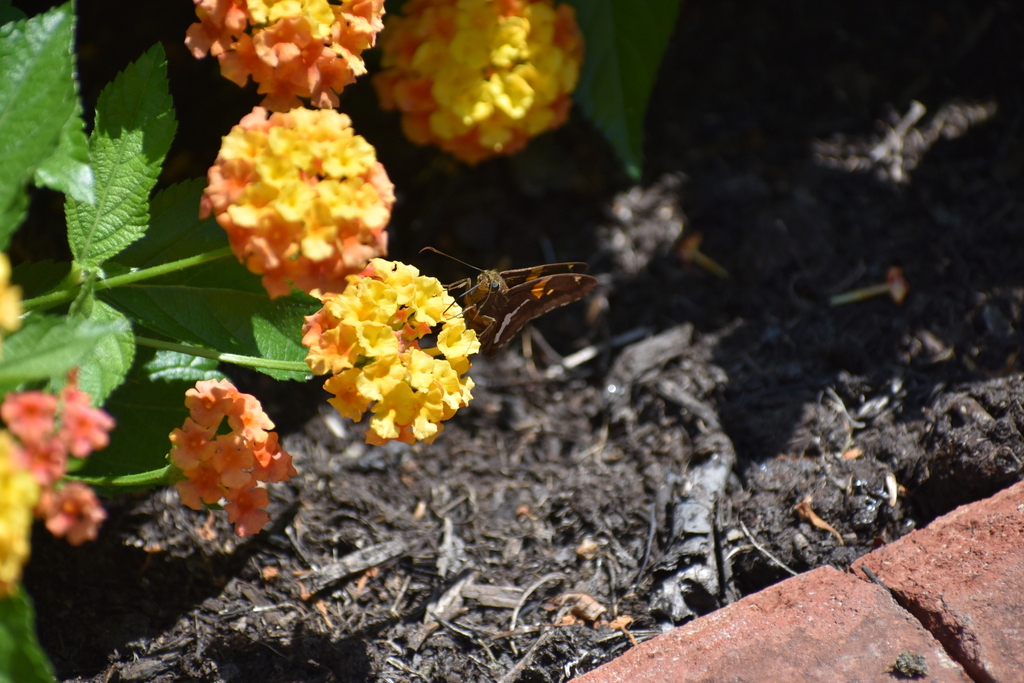 Silver-spotted Skipper from Bucks County, PA, USA on July 19, 2024 at ...