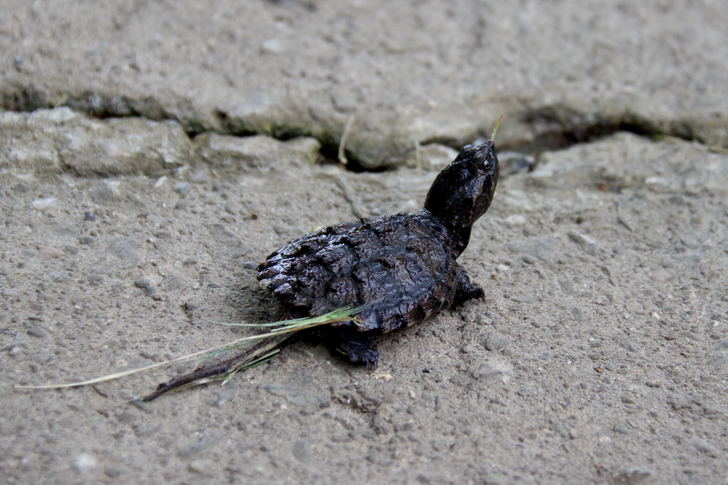 Common Snapping Turtle from Niagara Falls, ON, Canada on July 6, 2024 ...