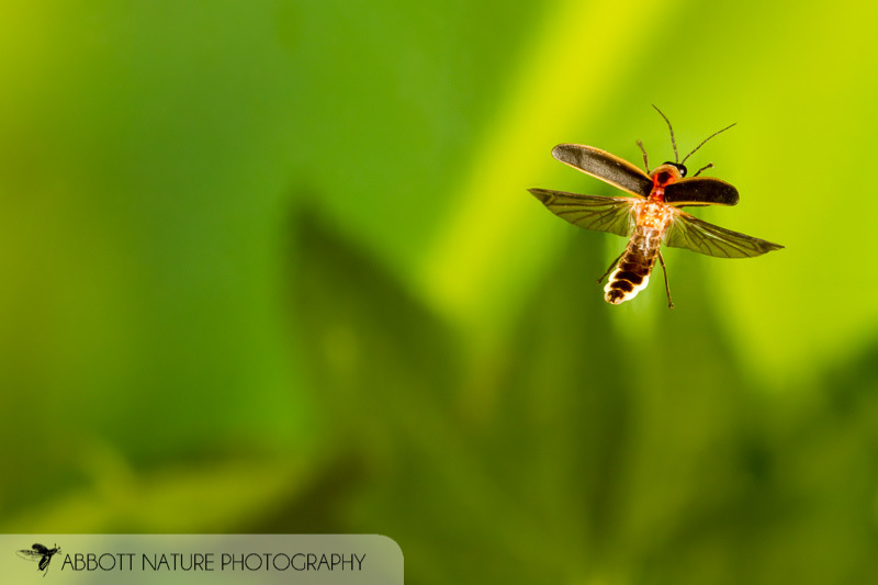 Fireflies Close Up 2