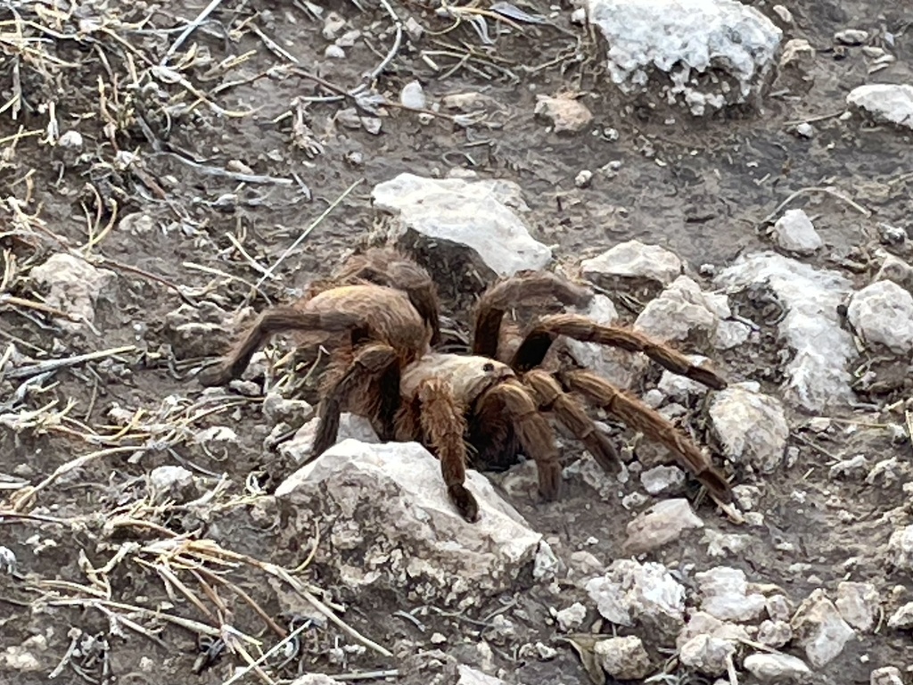 Texas Brown Tarantula from Hobbs, NM, US on July 18, 2024 at 07:05 AM ...