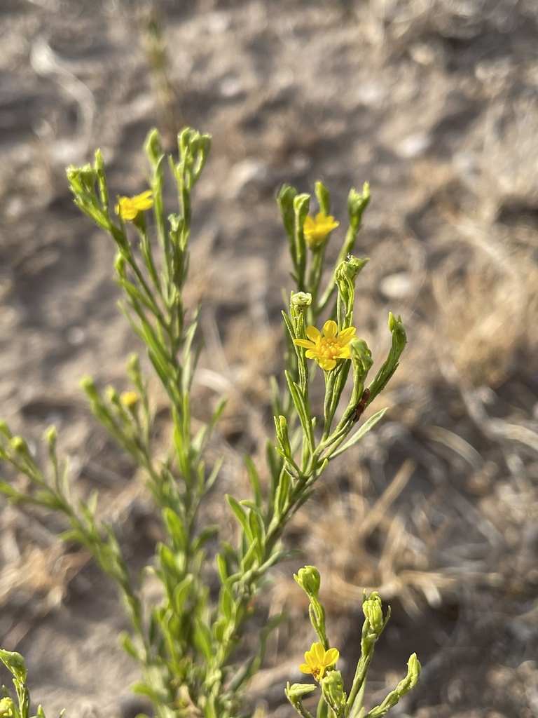 prairie broomweed from Hobbs, NM, US on July 18, 2024 at 06:51 AM by ...