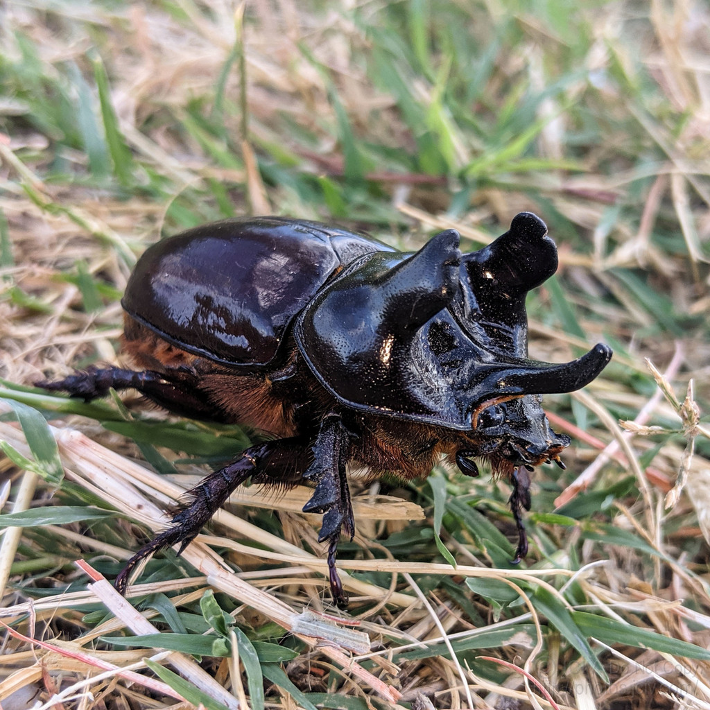 Aloeus Ox Beetle from McAllen, TX 78501, USA on June 04, 2019 at 05:30 ...