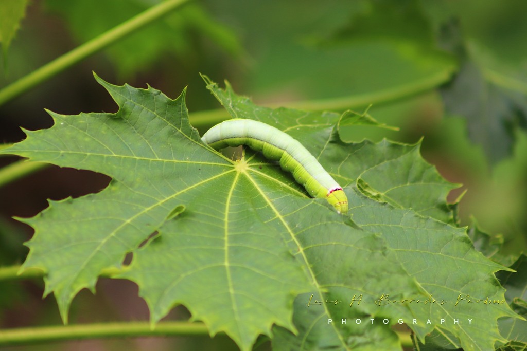 Ello Sphinx from Veracruz, México on July 4, 2024 at 01:55 PM by Big ...