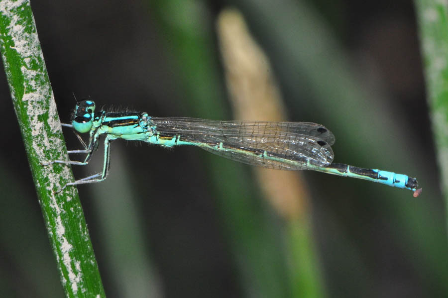 Western Forktail from Elko County, NV, USA on July 30, 2011 at 04:21 PM ...