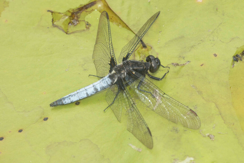 White Corporal from Woodland, NJ, USA on June 7, 2022 at 10:08 AM by ...