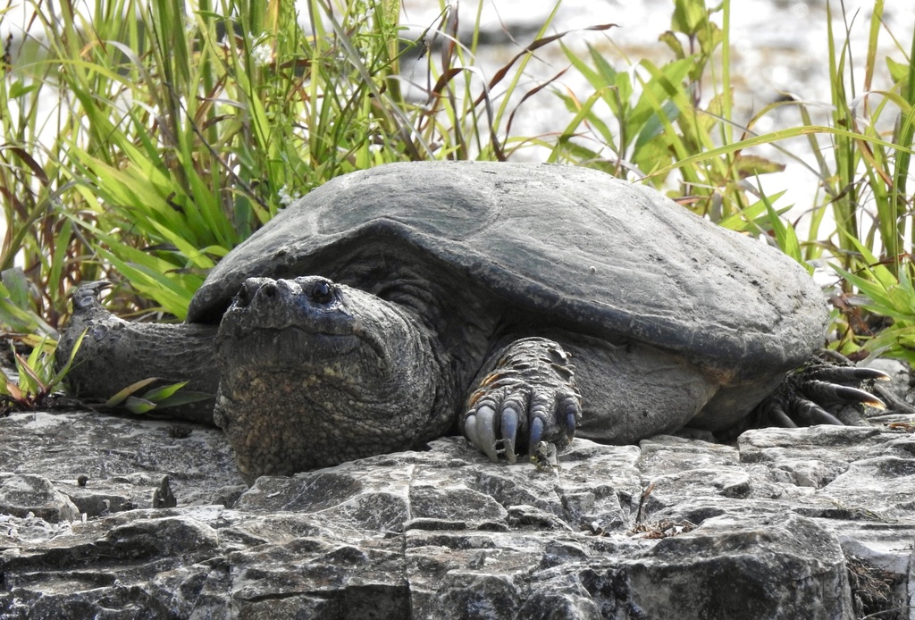 Common Snapping Turtle from Cherokee Village, AR, US on July 22, 2024 ...