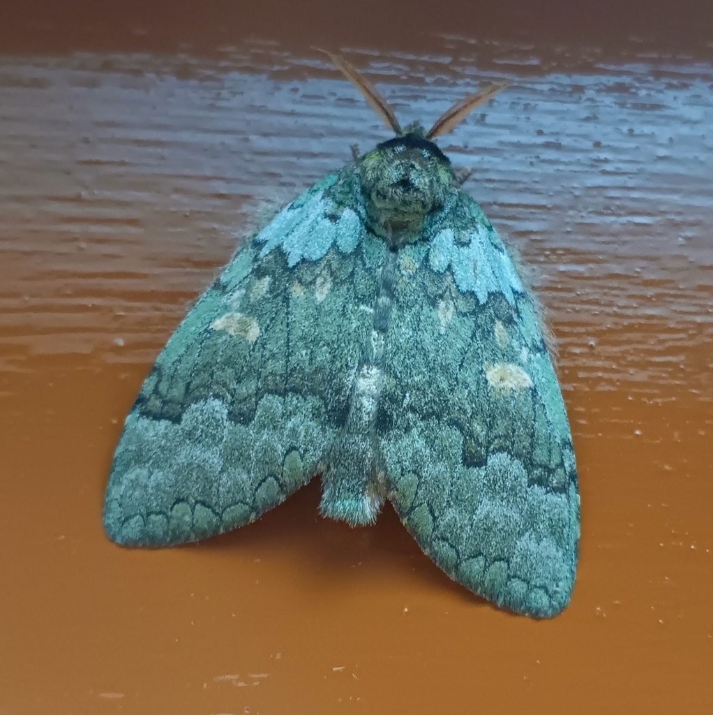 Netria from WFQJ+GVM, Yang Makum Khasmahal, West Bengal 734301, India ...