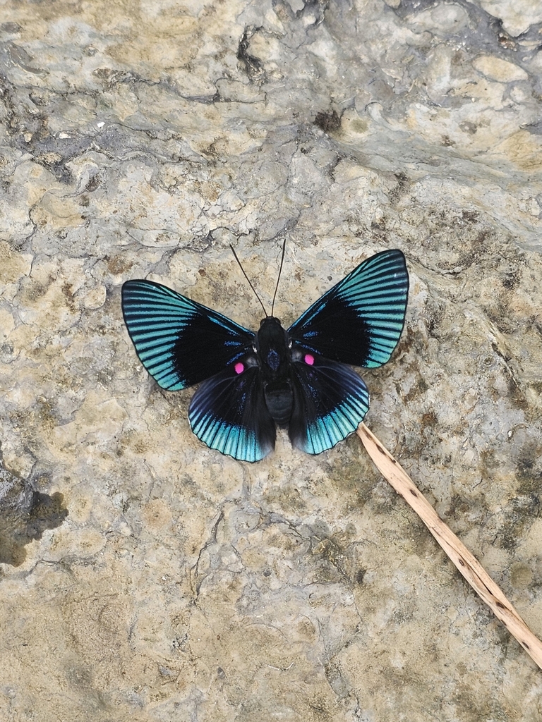 Blue-rayed Metalmark from X798+H86, Puerto Napo, Ecuador on July 22 ...