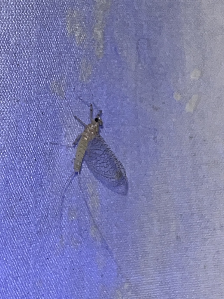 Modest Flat-headed Mayfly from Prospect Ave, Wilmington, DE, US on July ...