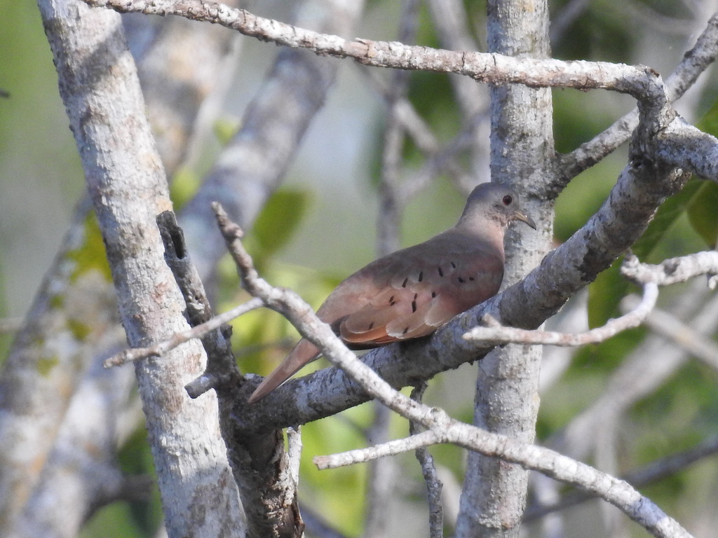 Ruddy Ground Dove from San Blas, Nay., México on July 6, 2024 at 05:19 ...