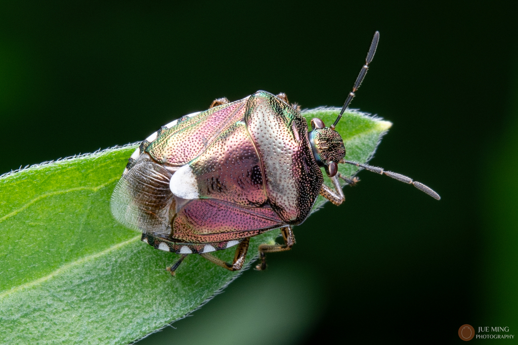 Menida violacea from 中国浙江省杭州市淳安县 on May 12, 2024 at 02:19 PM by 决明 ...